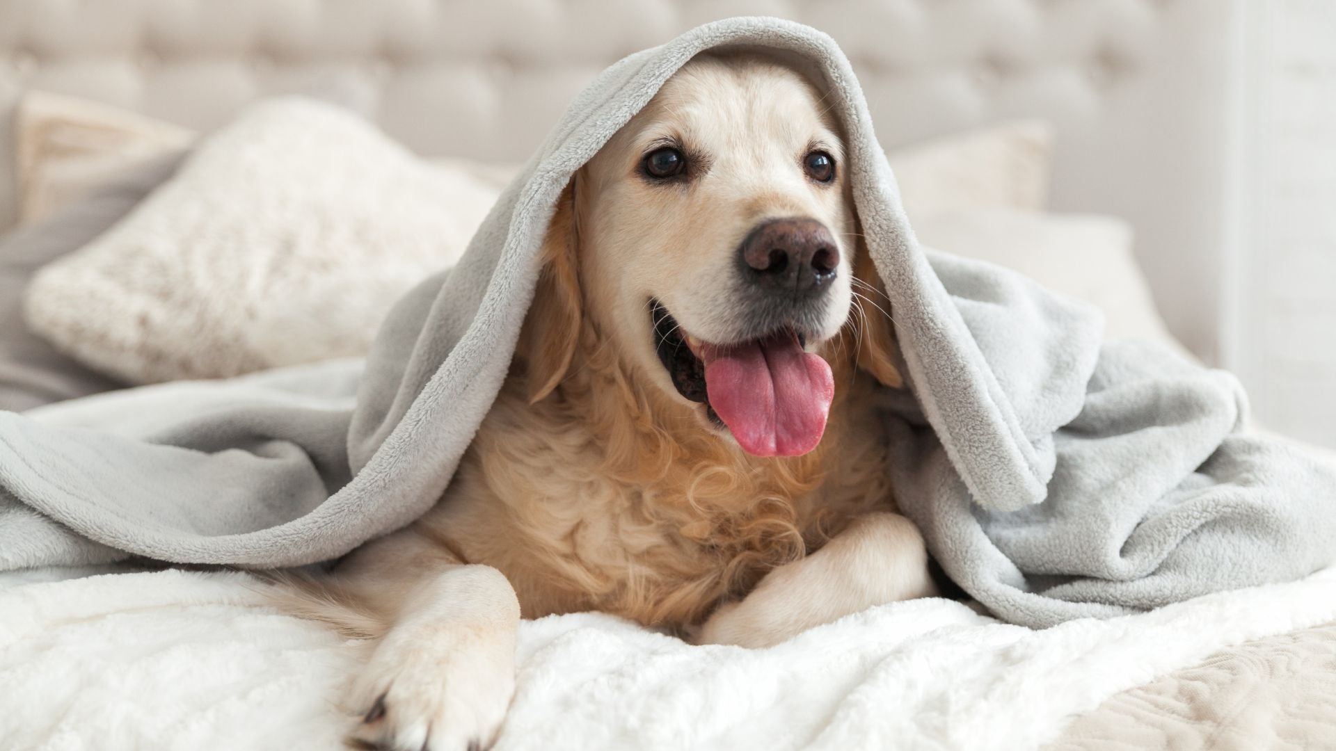 Pets and Cold Weather: Keeping Them Healthy and Cozy - Bark, Meow, 'N ...