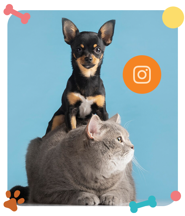 Gallery - Bark, Meow, 'N Beyond