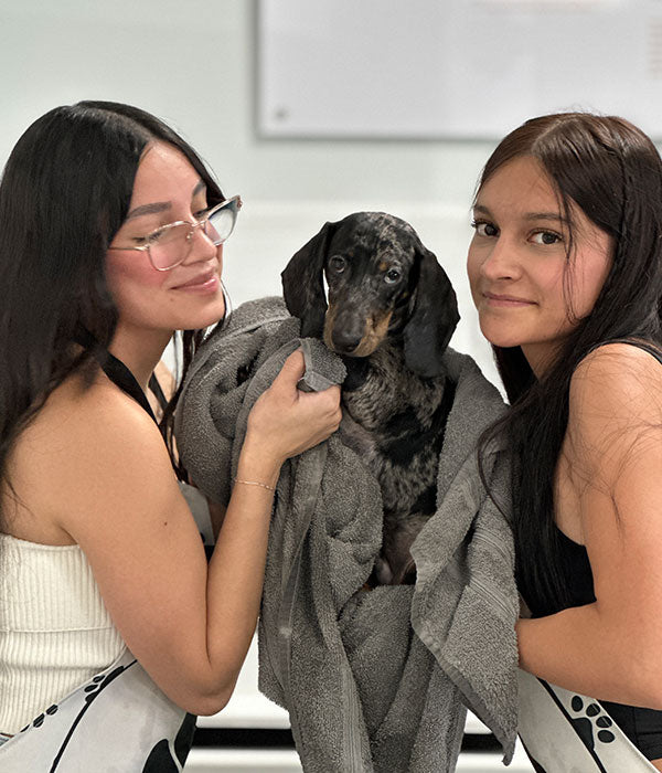 Gallery - Bark, Meow, 'N Beyond