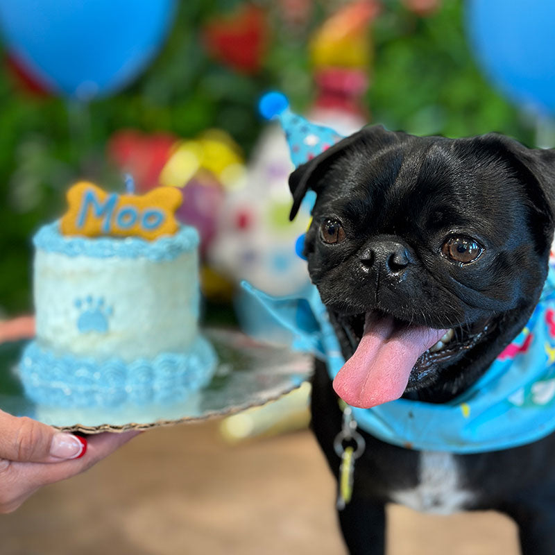 Dog Snacks & Pet Bistro in El Paso | Bark, Meow, 'N Beyond